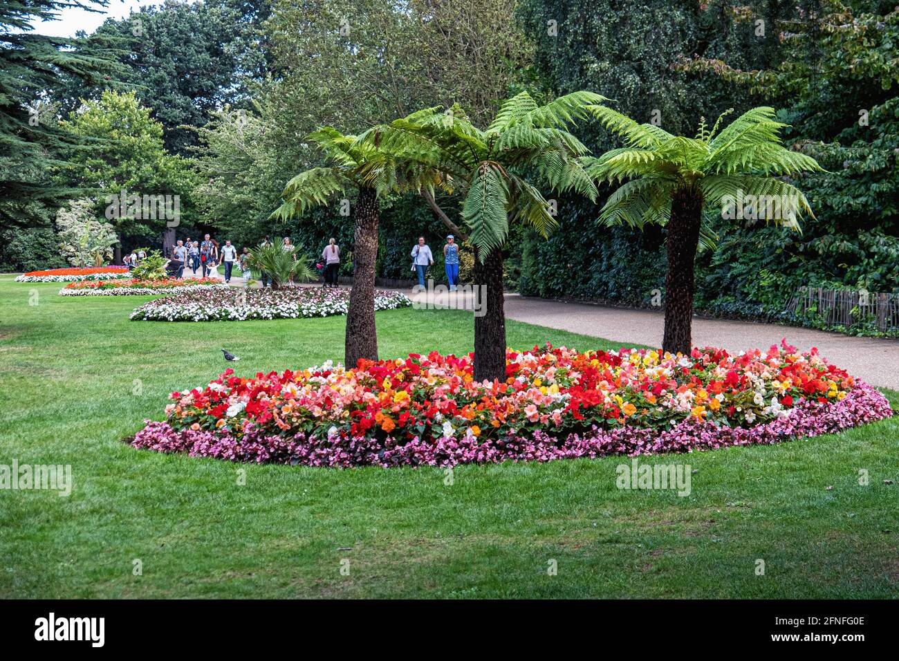 Display of plants and tree ferns in Summer In Greenwich Royal Borough ...