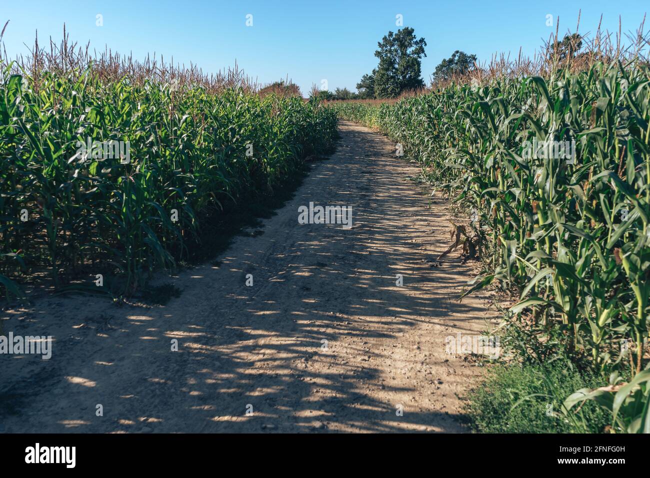 Beautiful green corn plantation and road way on a nature background ...