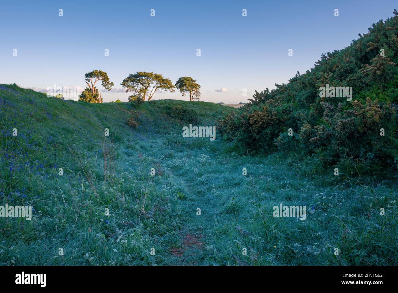 The Norman motte-and-bailey Stowey Castle at foot of the Quantock Hills ...