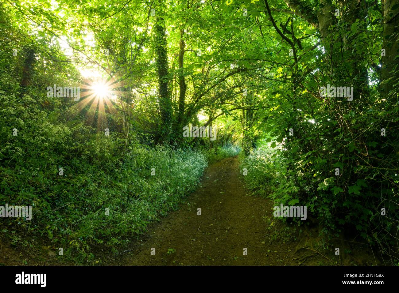 Nether stowey coleridge way hi-res stock photography and images - Alamy