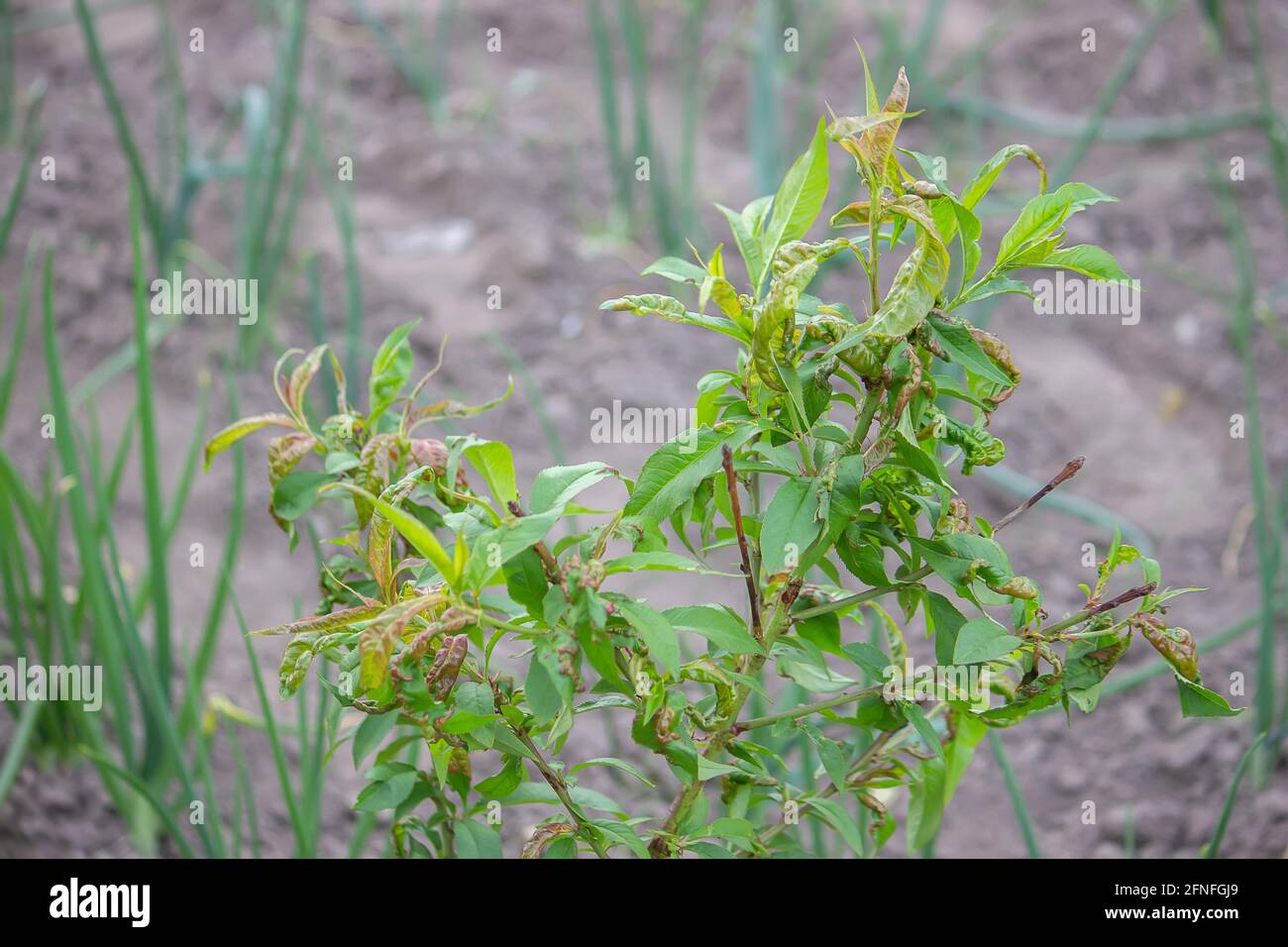 Nectarine tree fruit damage hi-res stock photography and images - Alamy