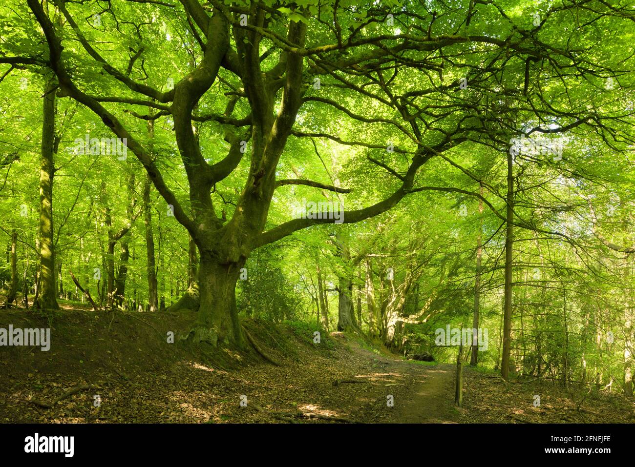 Nether stowey coleridge way hi-res stock photography and images - Alamy
