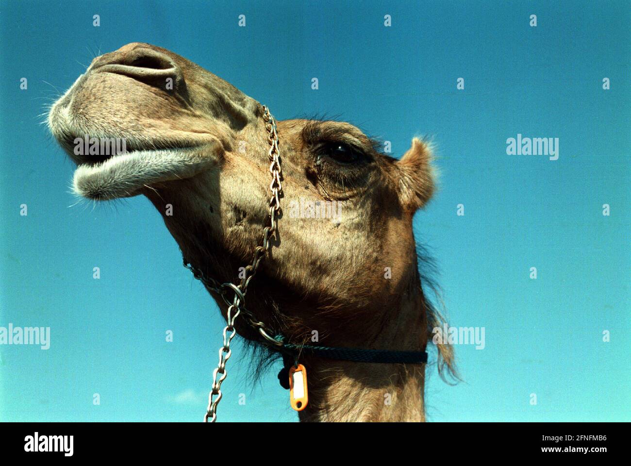 Sheikh zayed event hi-res stock photography and images - Alamy