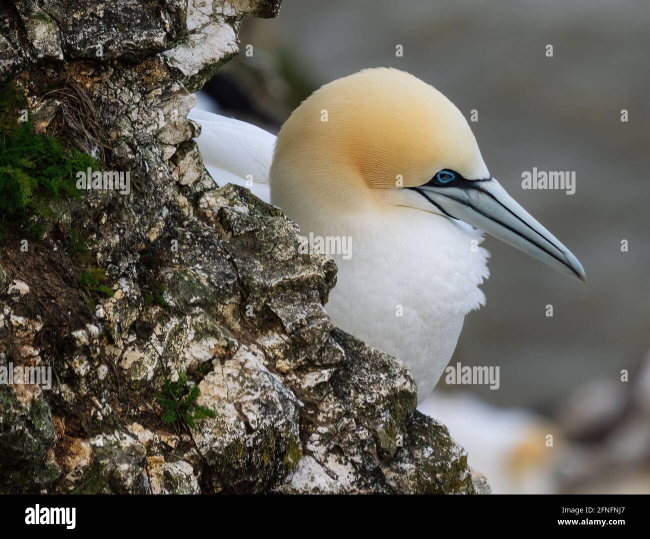 A gannet nesting on Bempton Cliffs, home to the only mainland breeding ...