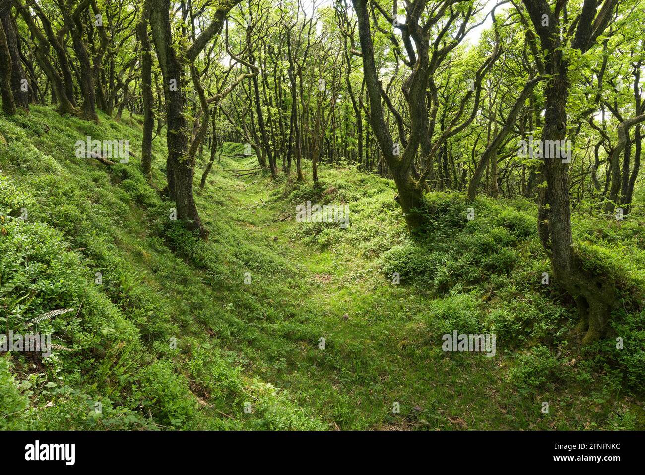 The enclosing ditch of Dowsborough Camp Iron Age hill fort near Nether ...