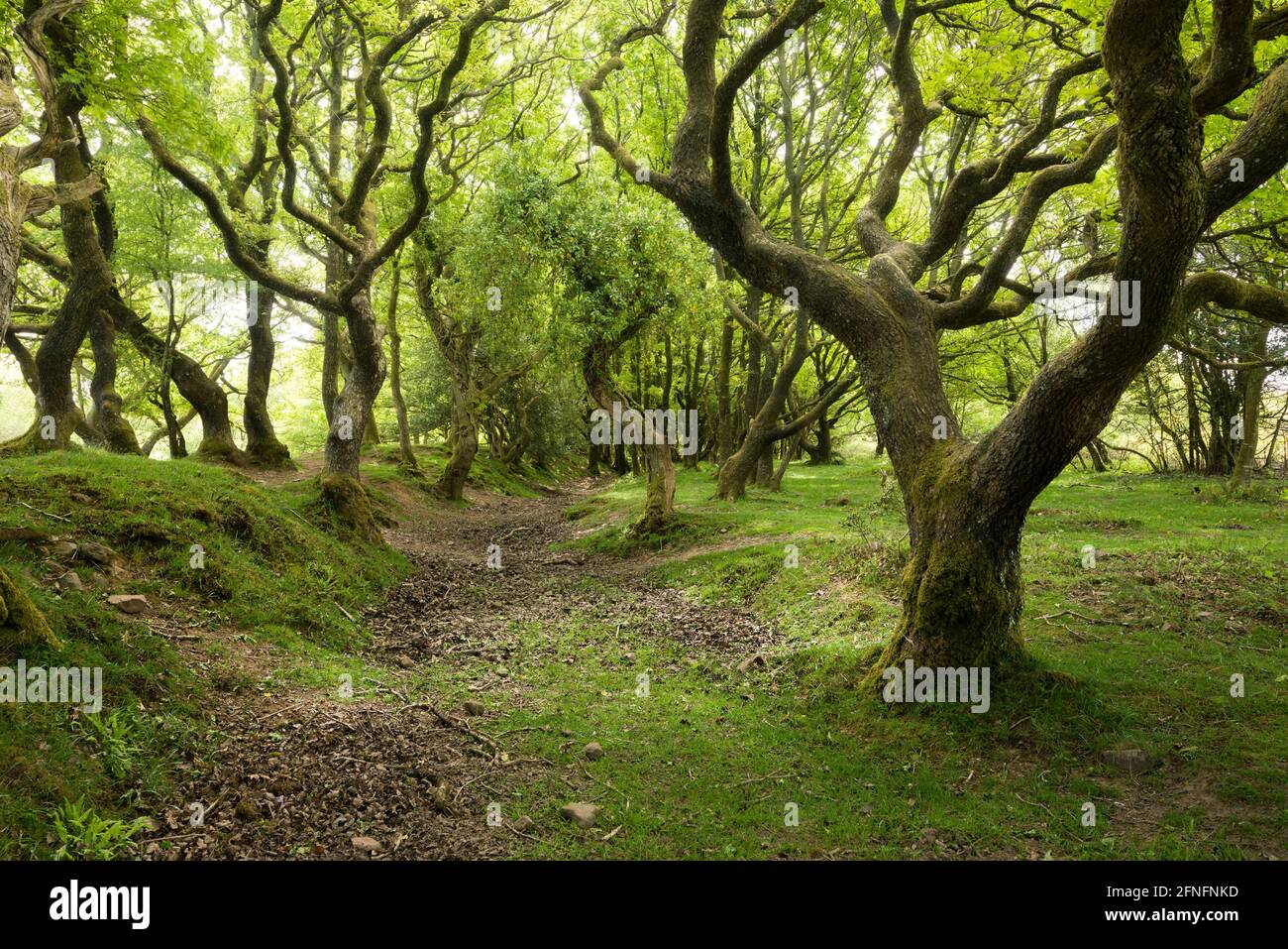 Dead Woman’s Ditch in the Quantock Hills National Landscape, Somerset ...