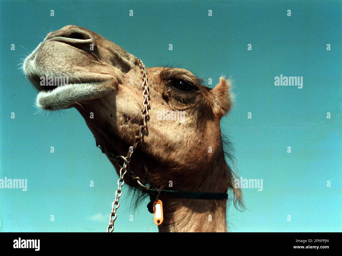 "Germany, Berlin, 17.08.1997, camel race ""Sheikh Zayed Cup"", at the ...
