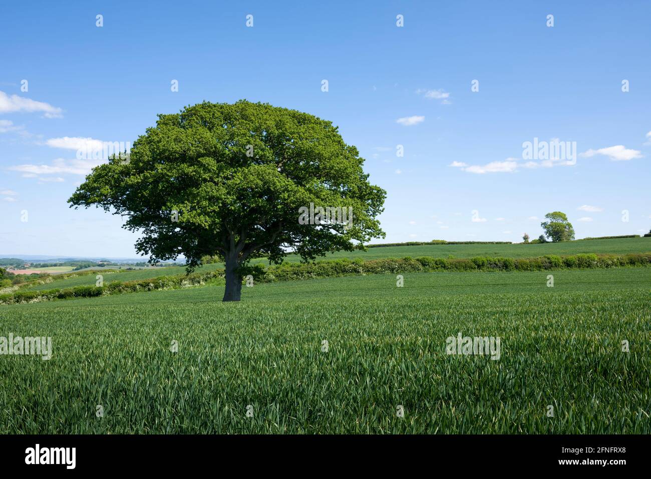 Field of crops hi-res stock photography and images - Alamy