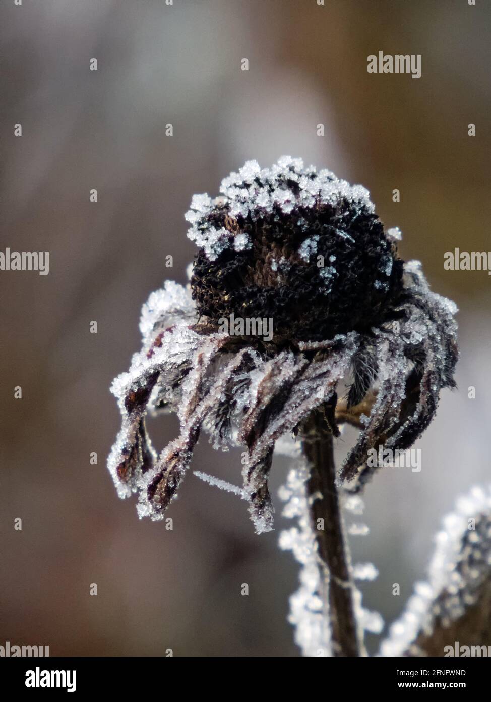 Echinacea winter hi-res stock photography and images - Alamy