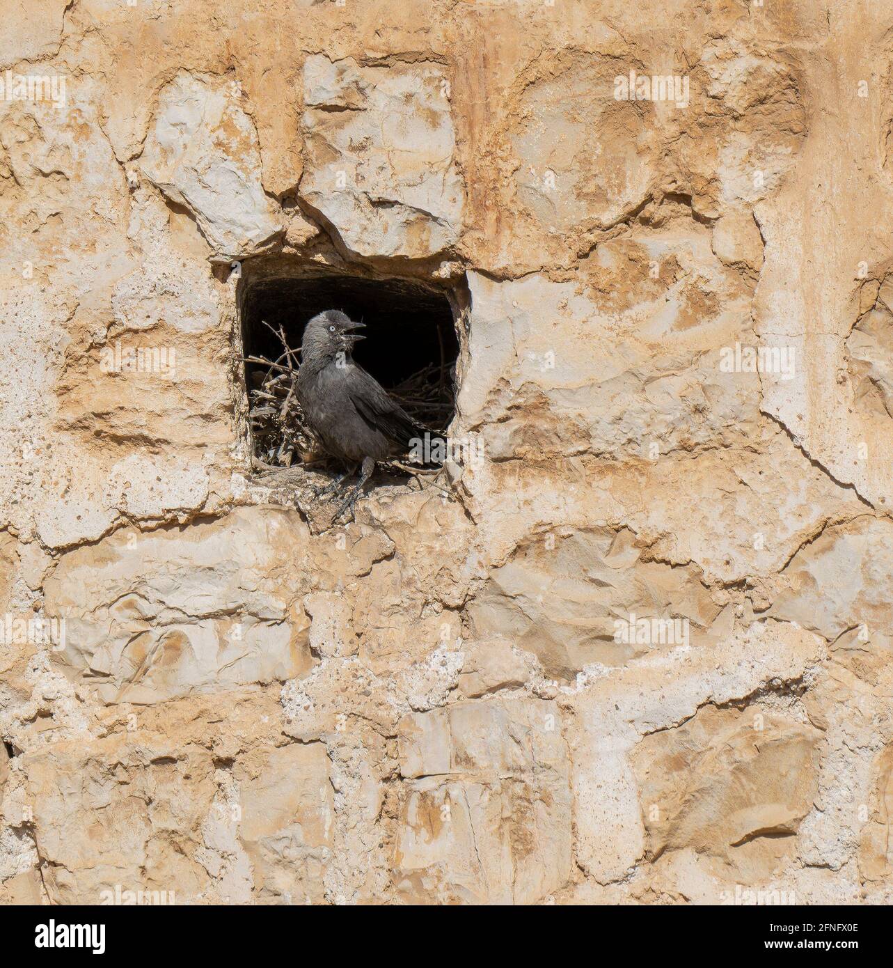 A house crow in its nest, built in a stone wall in Jerusalem, Israel ...