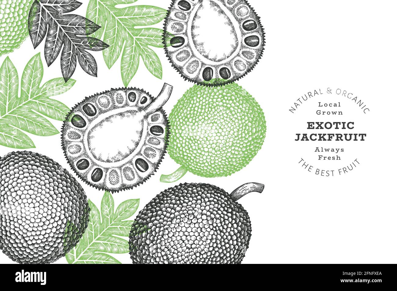 Hand drawn sketch style jackfruit banner. Organic fresh fruit vector illustration. Retro ...