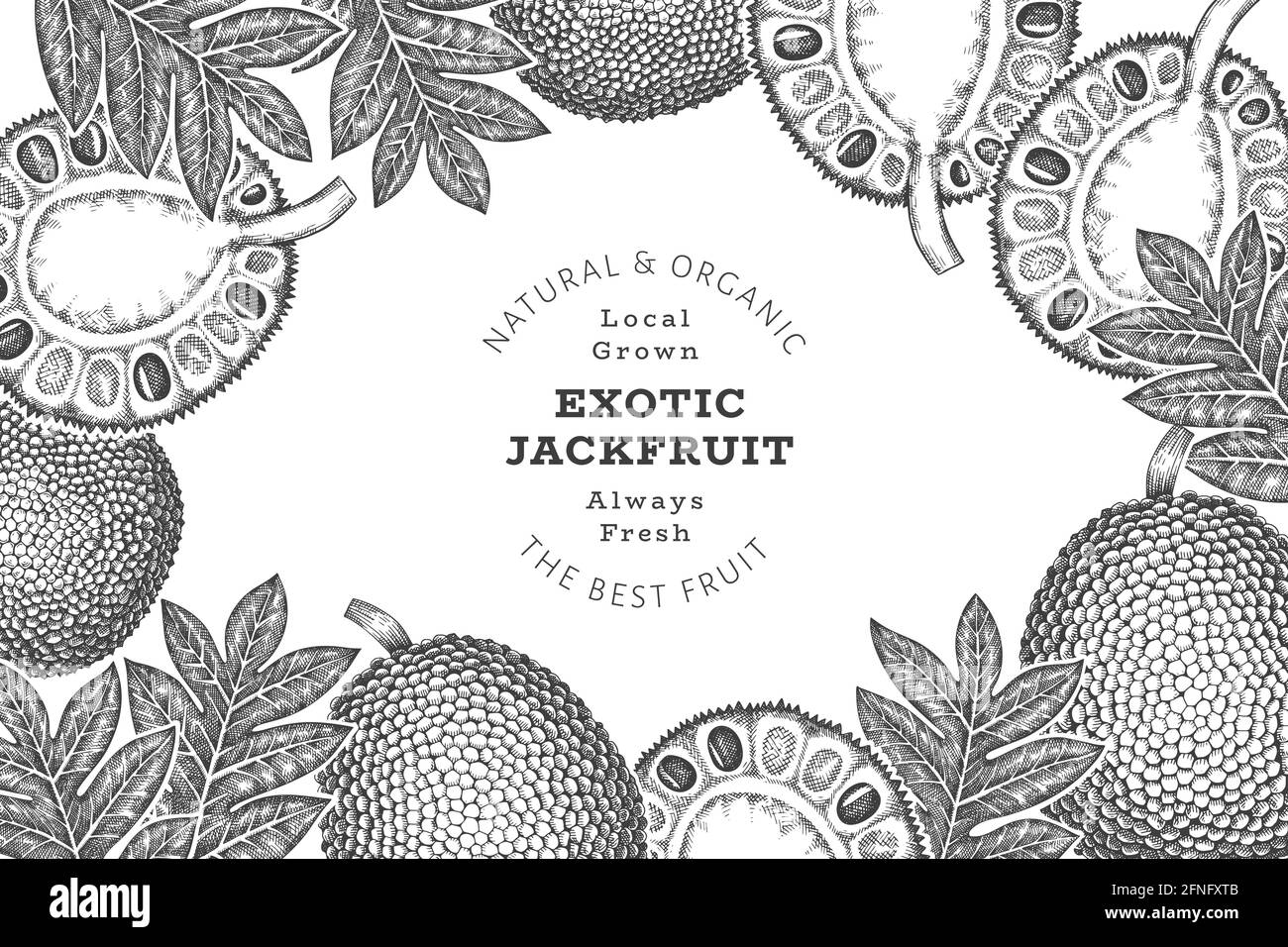 Hand drawn sketch style jackfruit banner. Organic fresh fruit vector ...