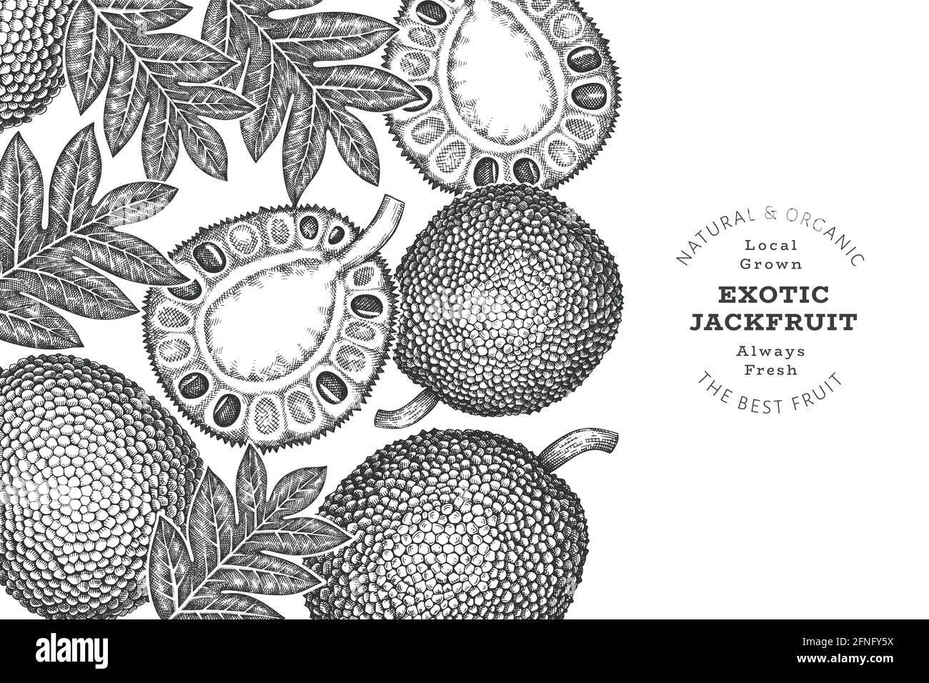 Hand drawn sketch style jackfruit banner. Organic fresh fruit vector ...
