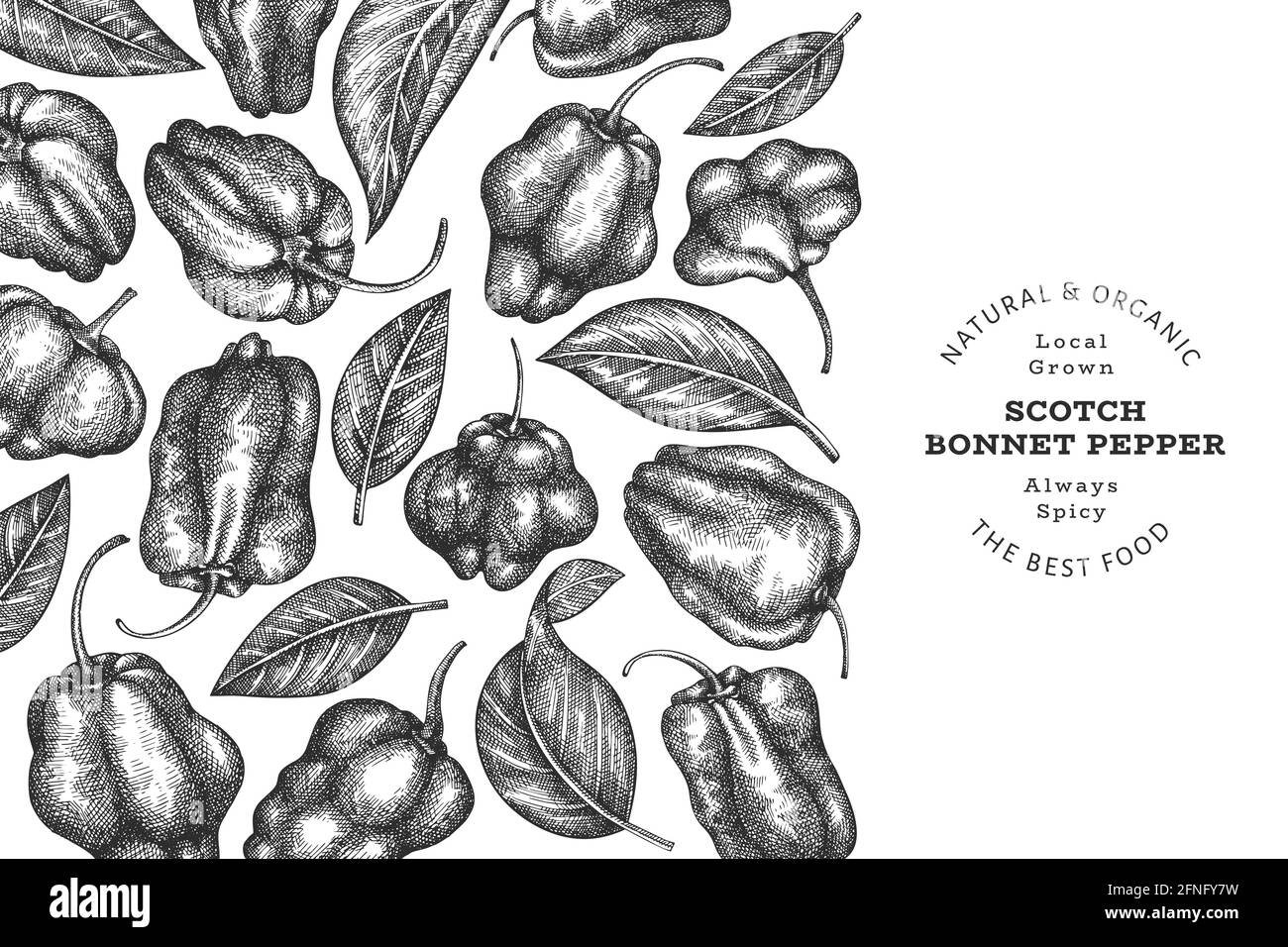 Hand drawn sketch style scotch bonnet pepper banner. Organic fresh ...