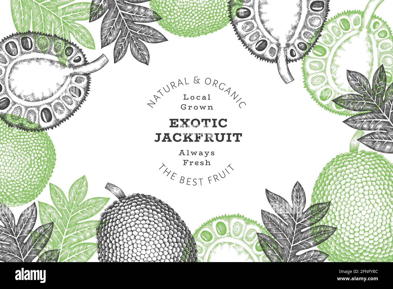 Hand drawn sketch style jackfruit banner. Organic fresh fruit vector illustration. Retro ...