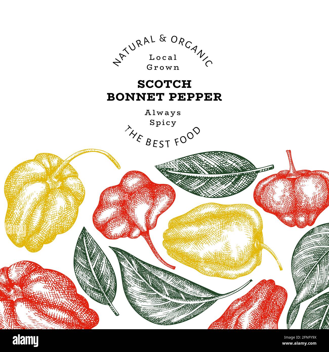 Hand drawn sketch style scotch bonnet pepper banner. Organic fresh ...