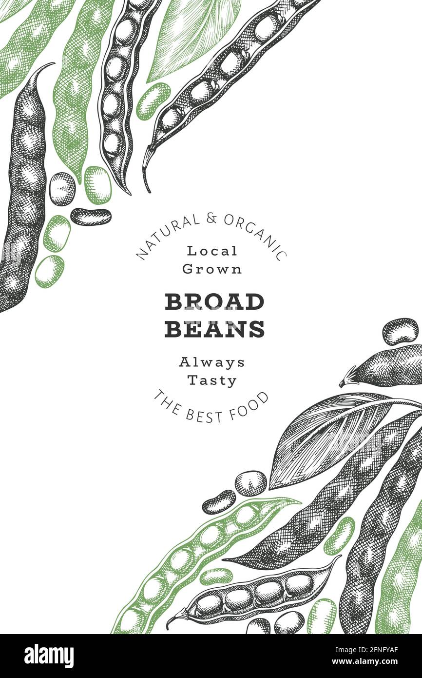Hand drawn broad beans design template. Organic fresh food vector ...