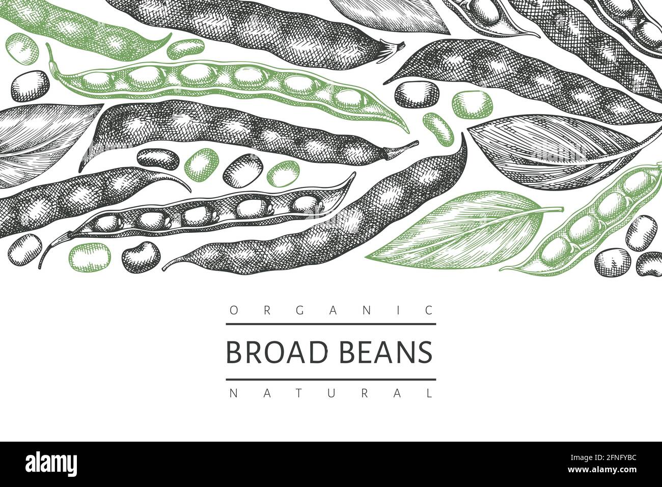 Hand drawn broad beans design template. Organic fresh food vector ...