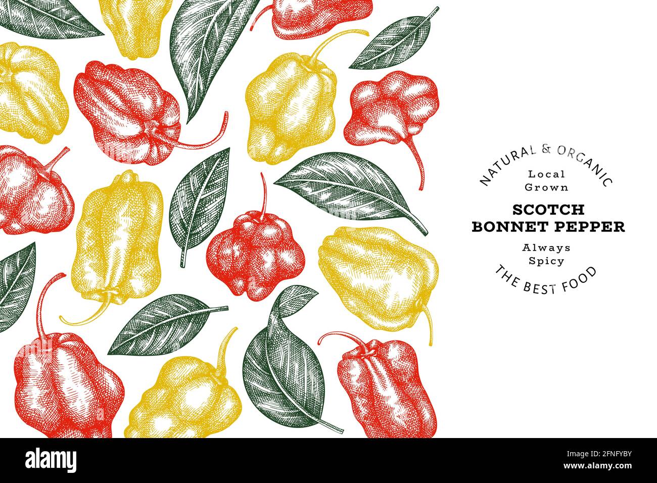 Hand drawn sketch style scotch bonnet pepper banner. Organic fresh ...