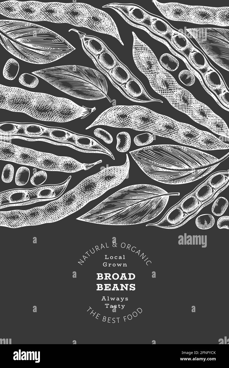 Hand drawn broad beans design template. Organic fresh food vector ...