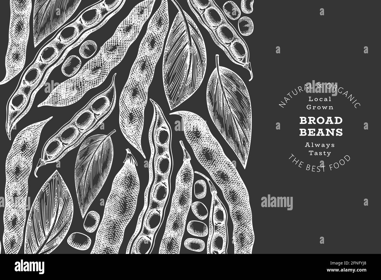 Hand drawn broad beans design template. Organic fresh food vector ...