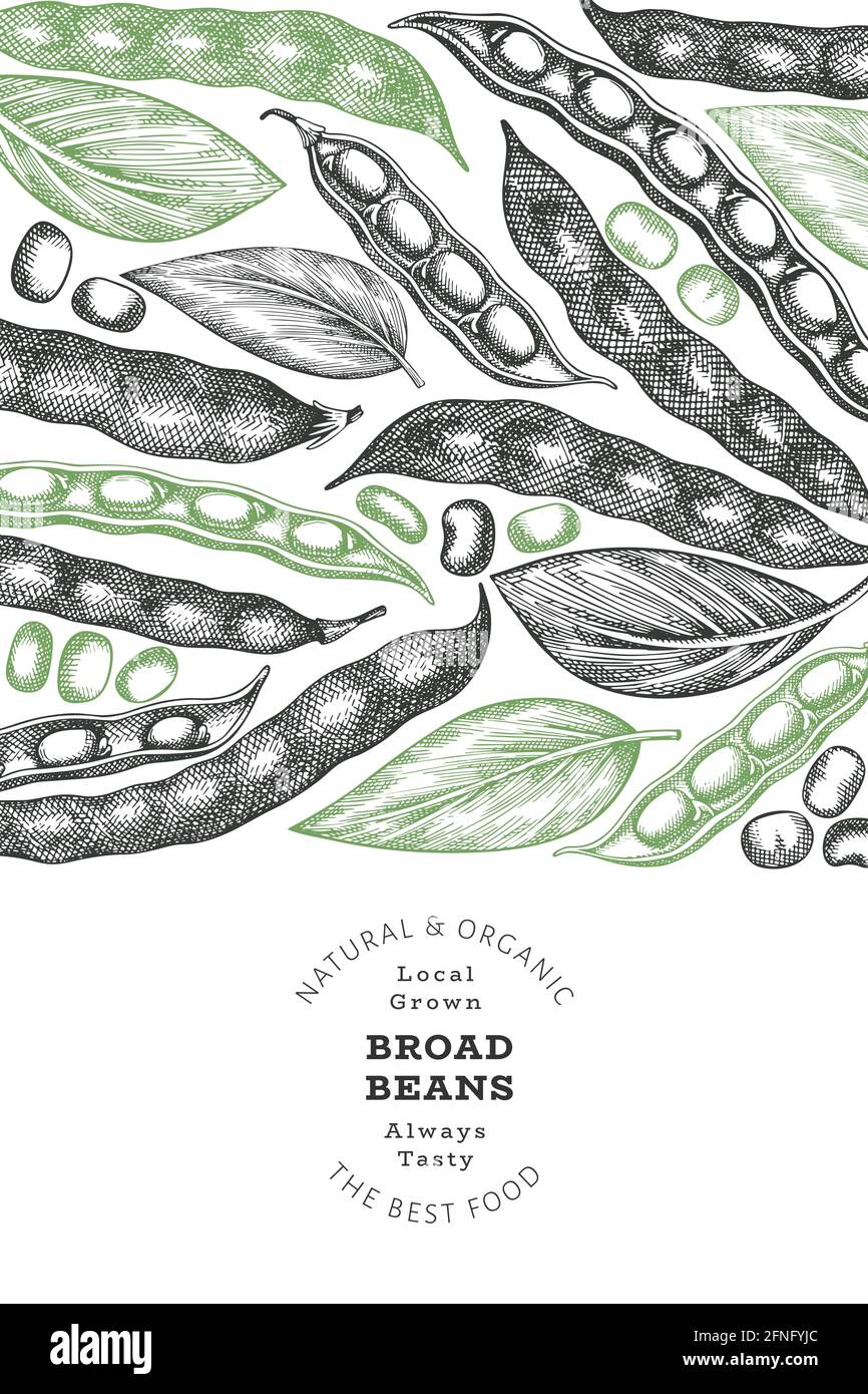 Hand drawn broad beans design template. Organic fresh food vector ...