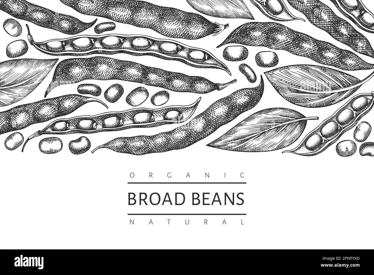 Broad bean pods Stock Vector Images - Alamy