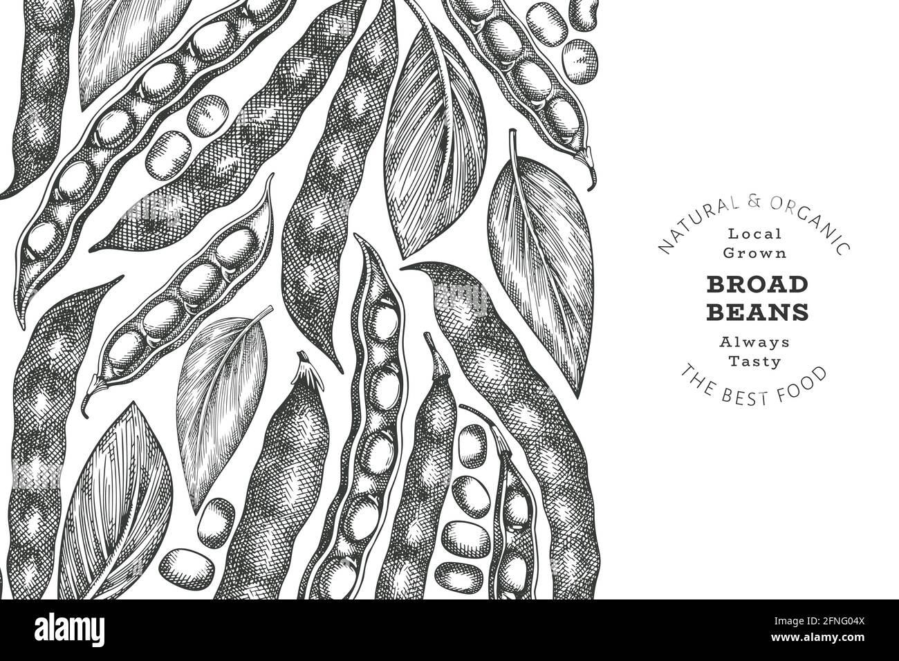 Hand drawn broad beans design template. Organic fresh food vector ...