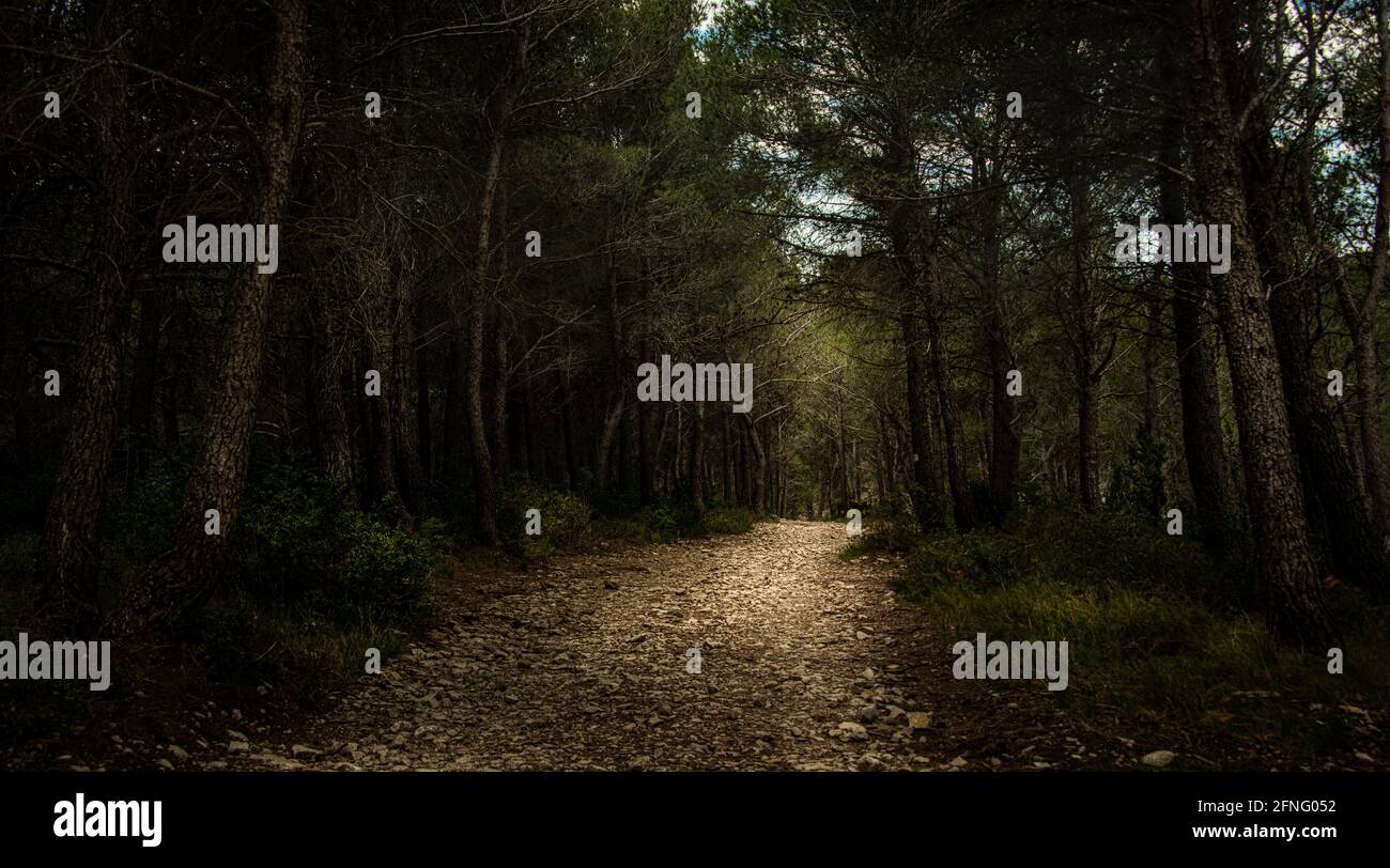 Beautiful woodland path hi-res stock photography and images - Alamy