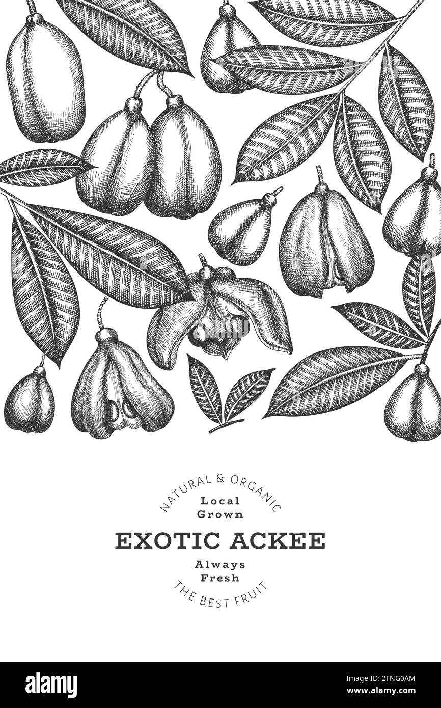 Hand drawn sketch style ackee banner. Organic fresh food vector ...