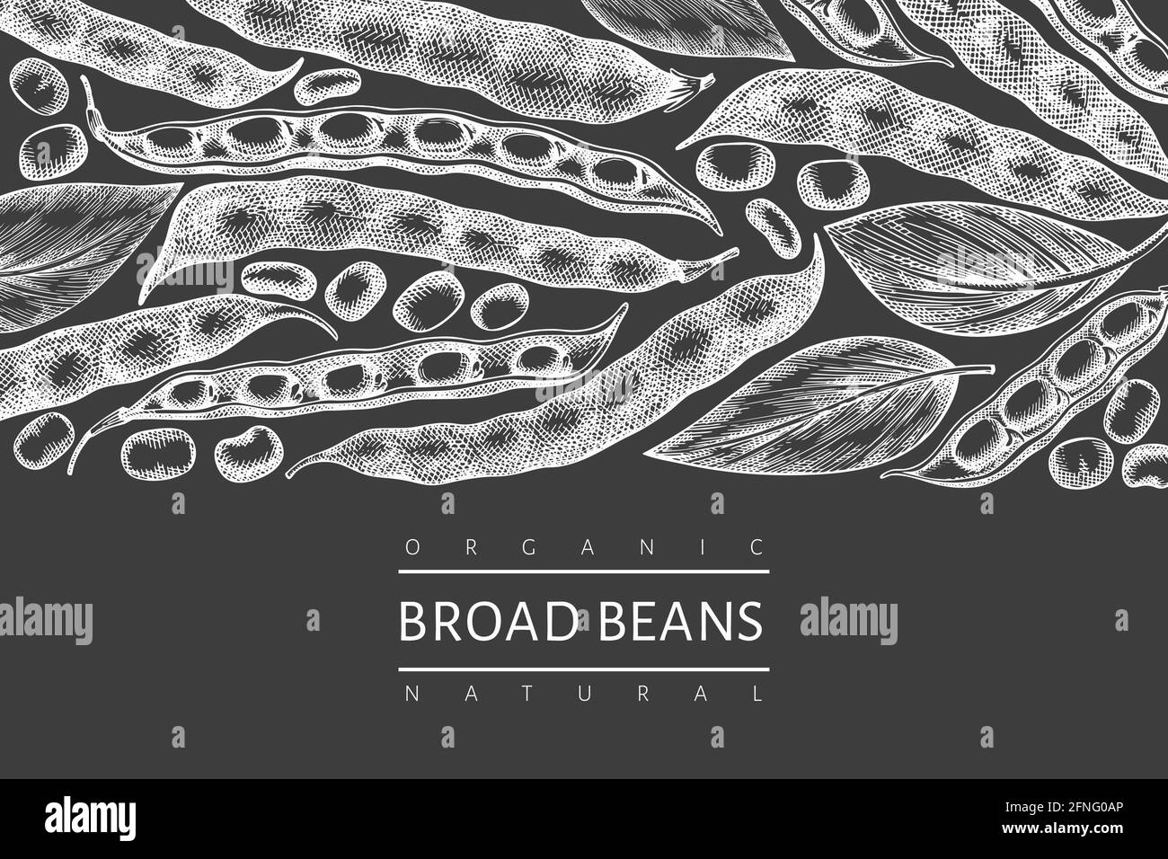 Hand drawn broad beans design template. Organic fresh food vector ...
