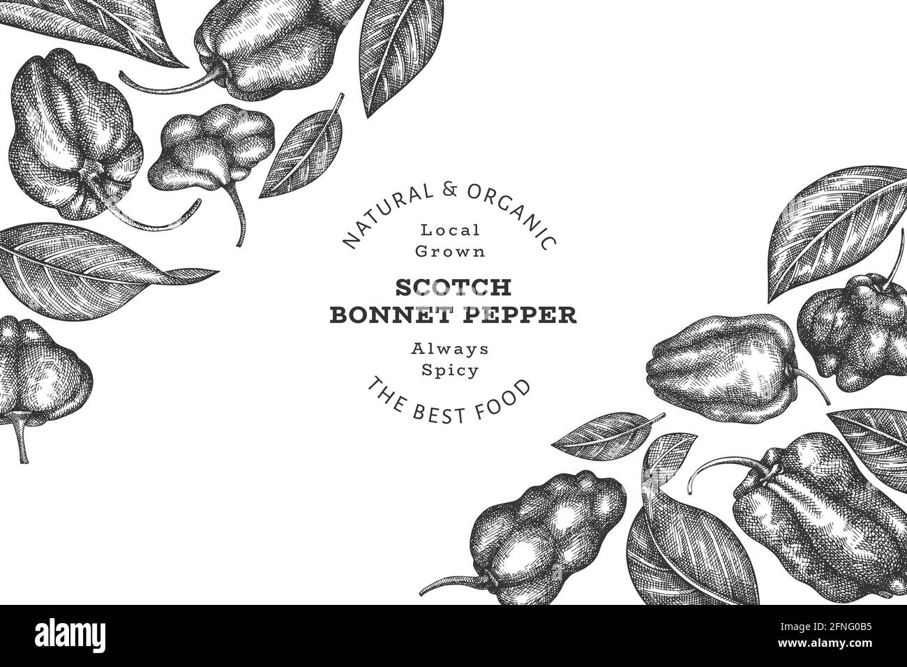 Hand drawn sketch style scotch bonnet pepper banner. Organic fresh ...