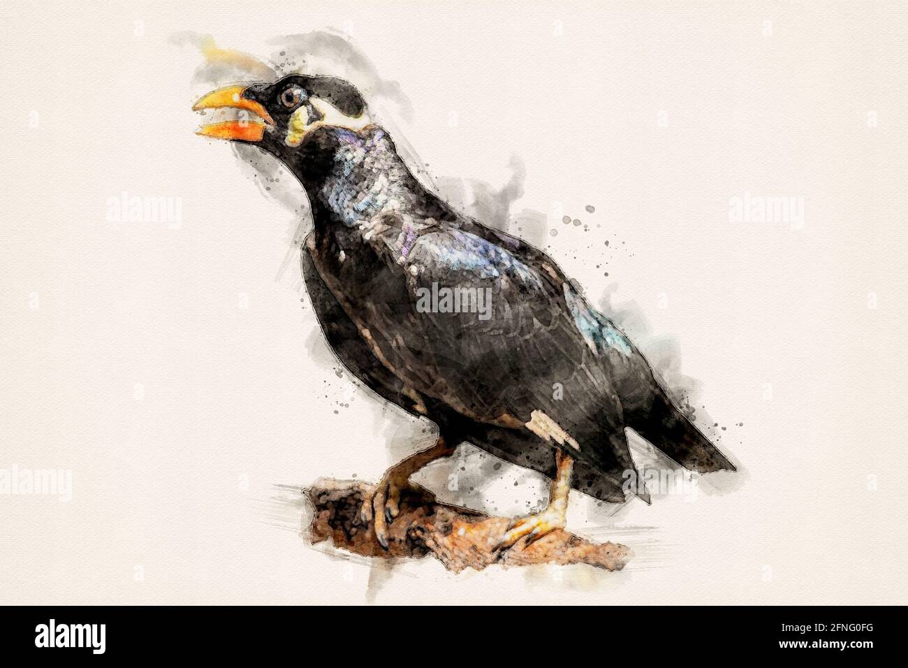 Common hill myna, mynah bird. Black Asian talking bird. Aquarelle ...