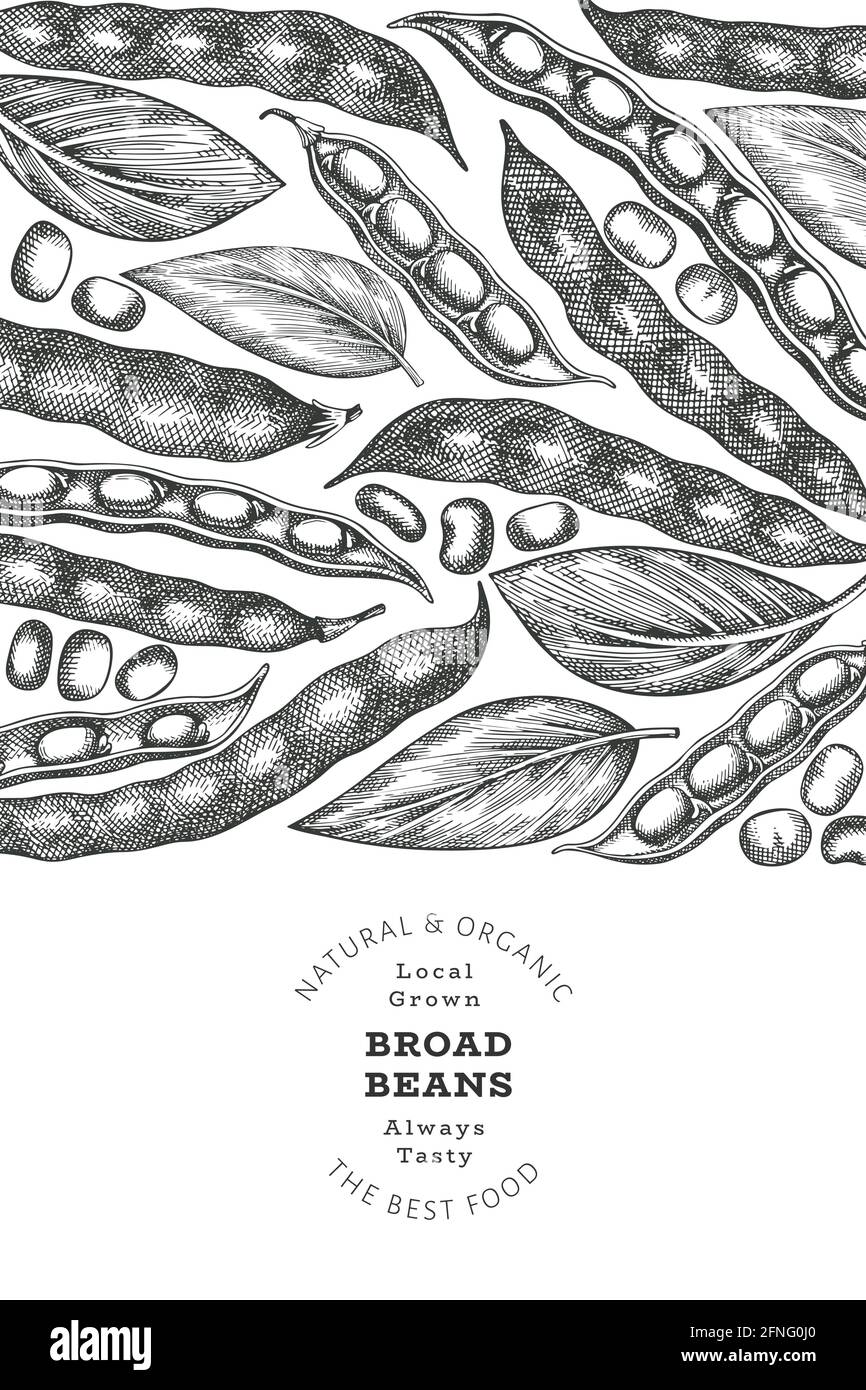 Hand drawn broad beans design template. Organic fresh food vector ...