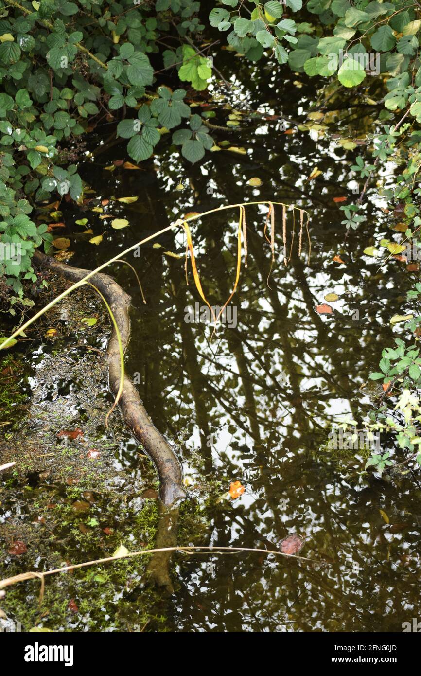 Overgrown pond hi-res stock photography and images - Alamy