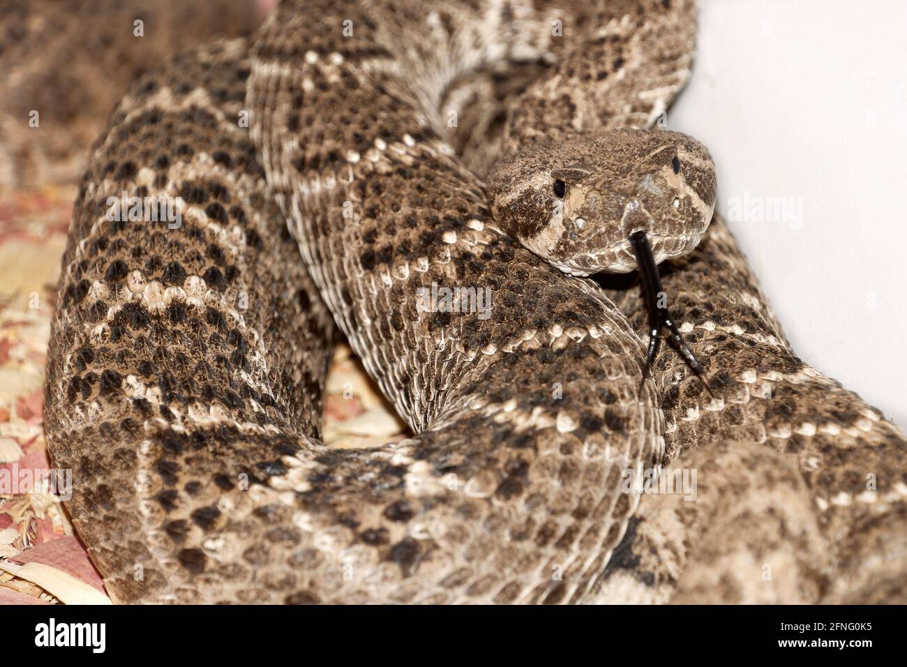 Coiled arizona diamondback rattlesnake hi-res stock photography and ...