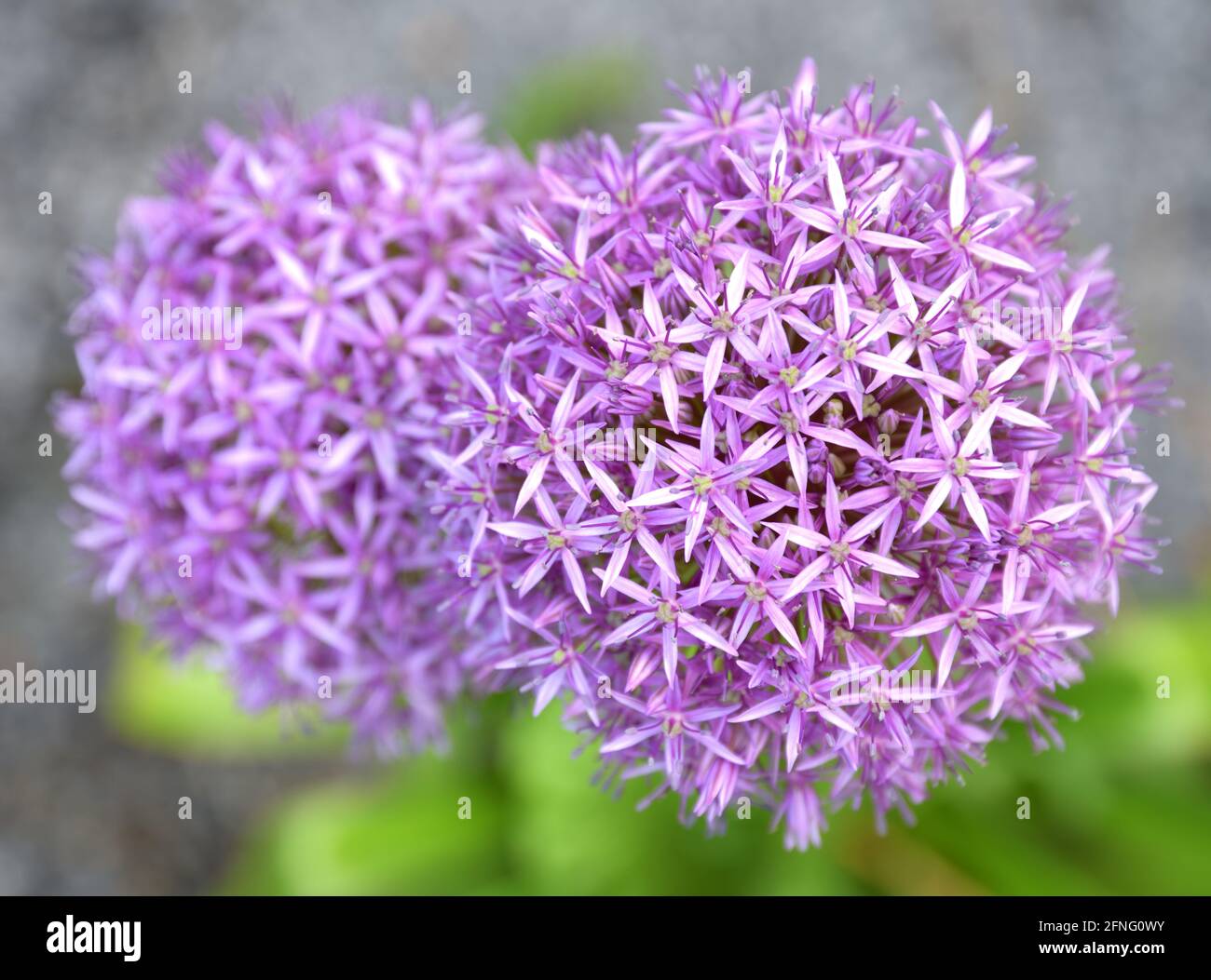 Garlic petals hi-res stock photography and images - Alamy