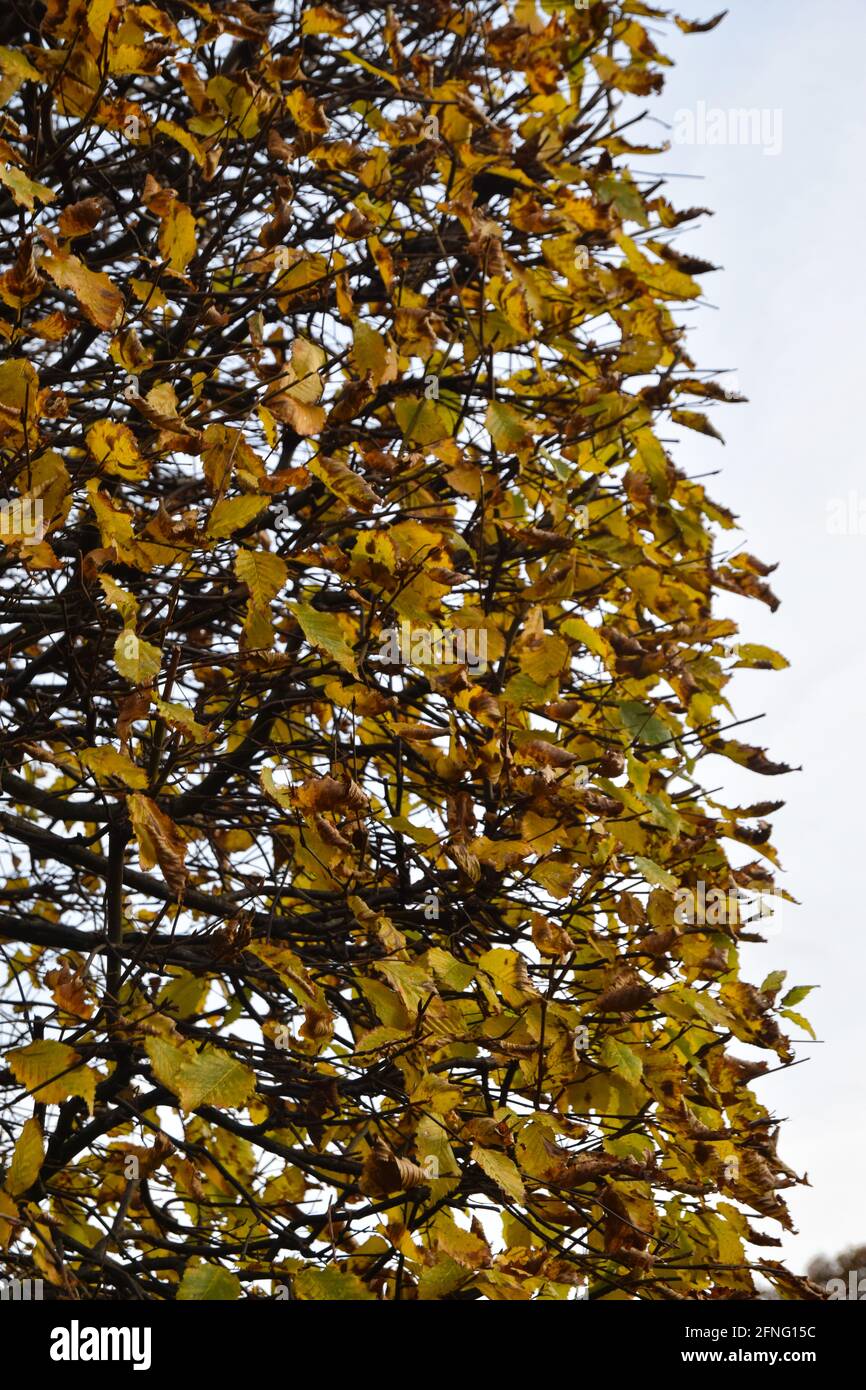 golden leaves on autumn tree Stock Photo - Alamy