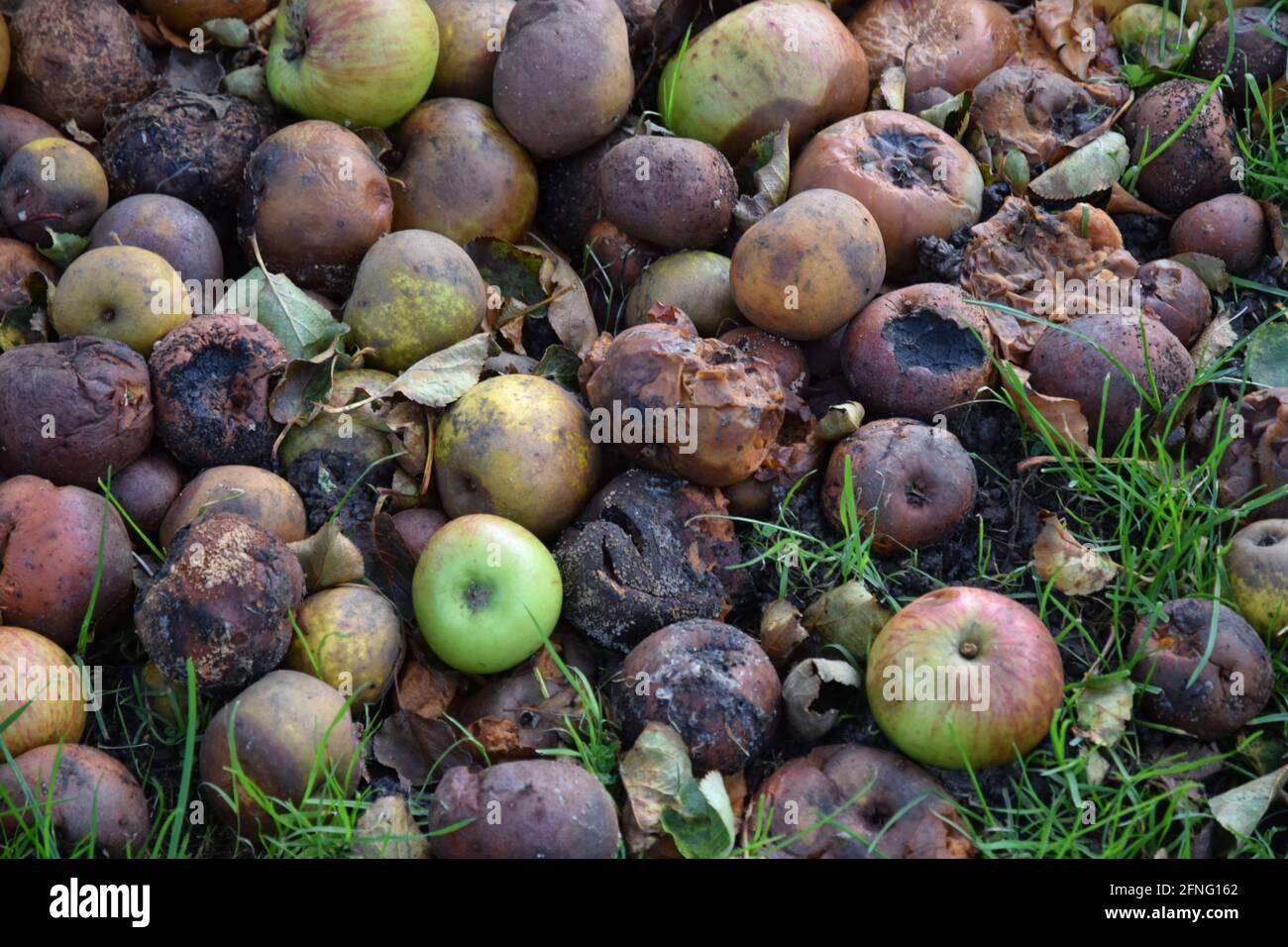 windfall apples in autumn Stock Photo - Alamy