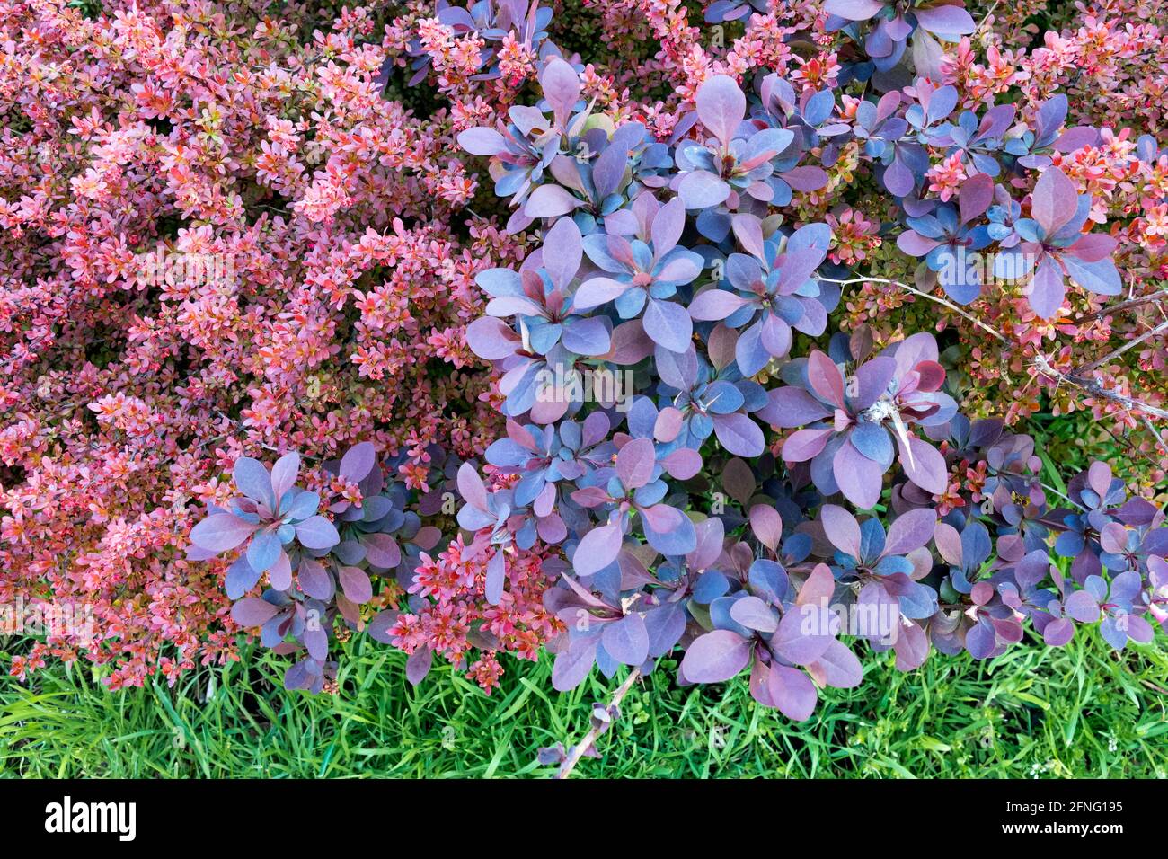 Berberis thunbergii atropurpurea nana hi-res stock photography and ...
