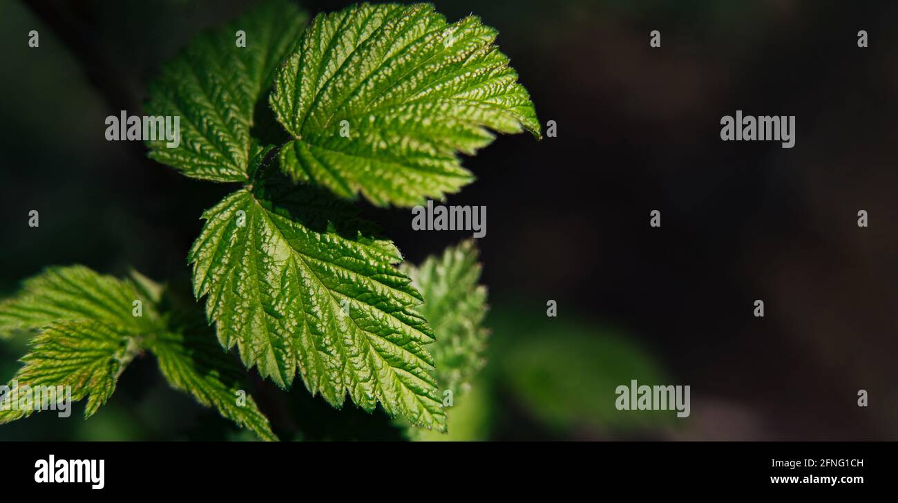 Green raspberry sprout small leaves hi-res stock photography and images ...
