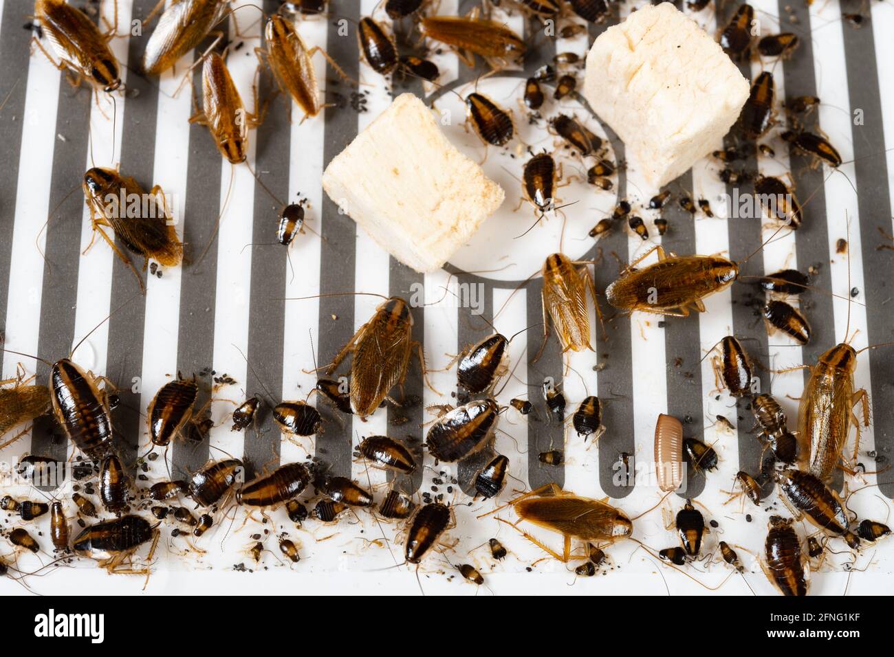 angle view traps with lots of cockroaches struggling close up Stock ...