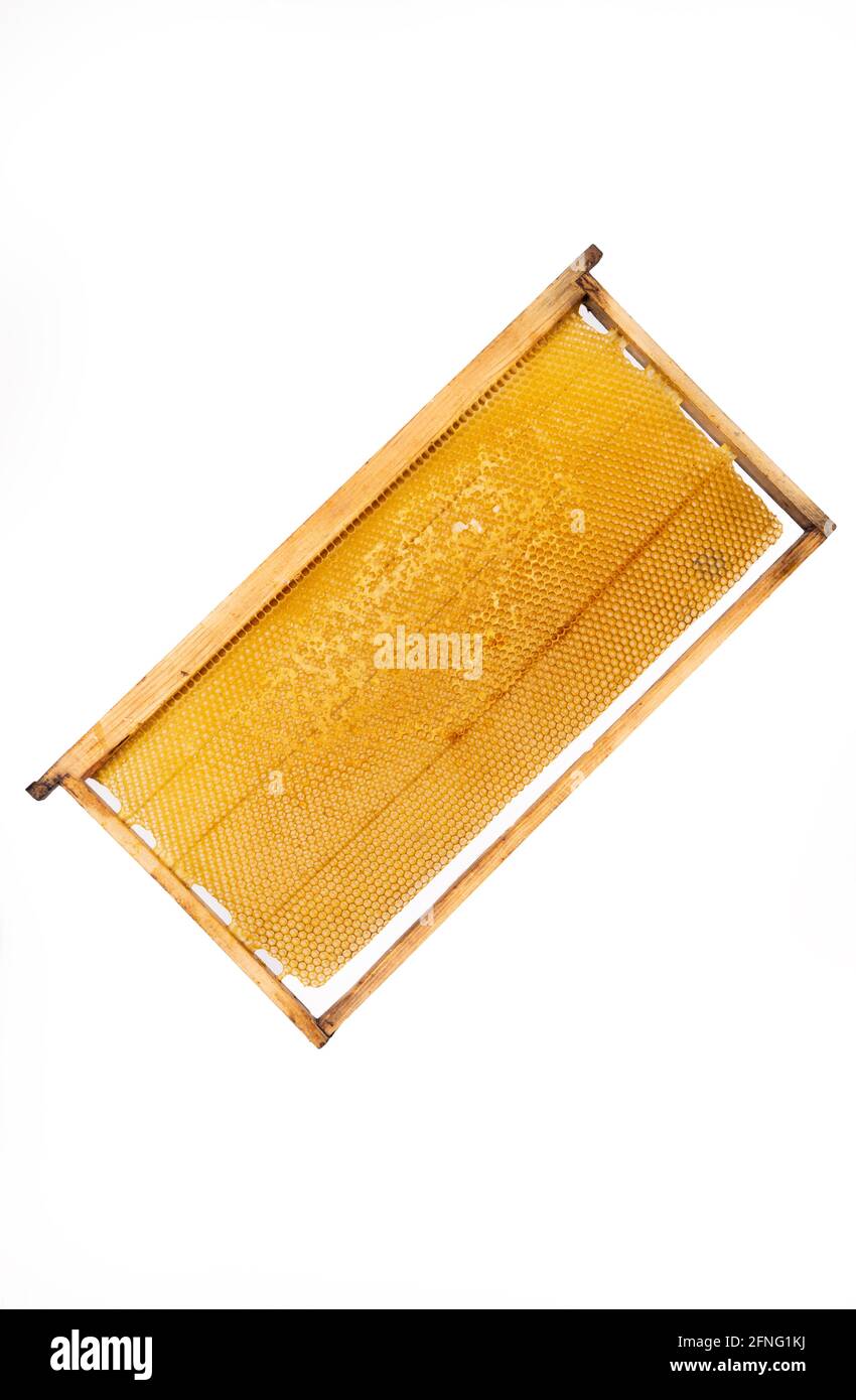 Beautiful bee frame on white background Stock Photo - Alamy