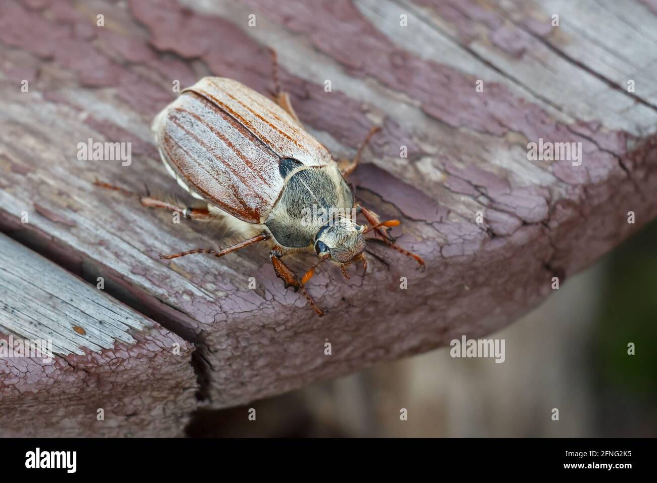 Use crawling boards hi-res stock photography and images - Alamy