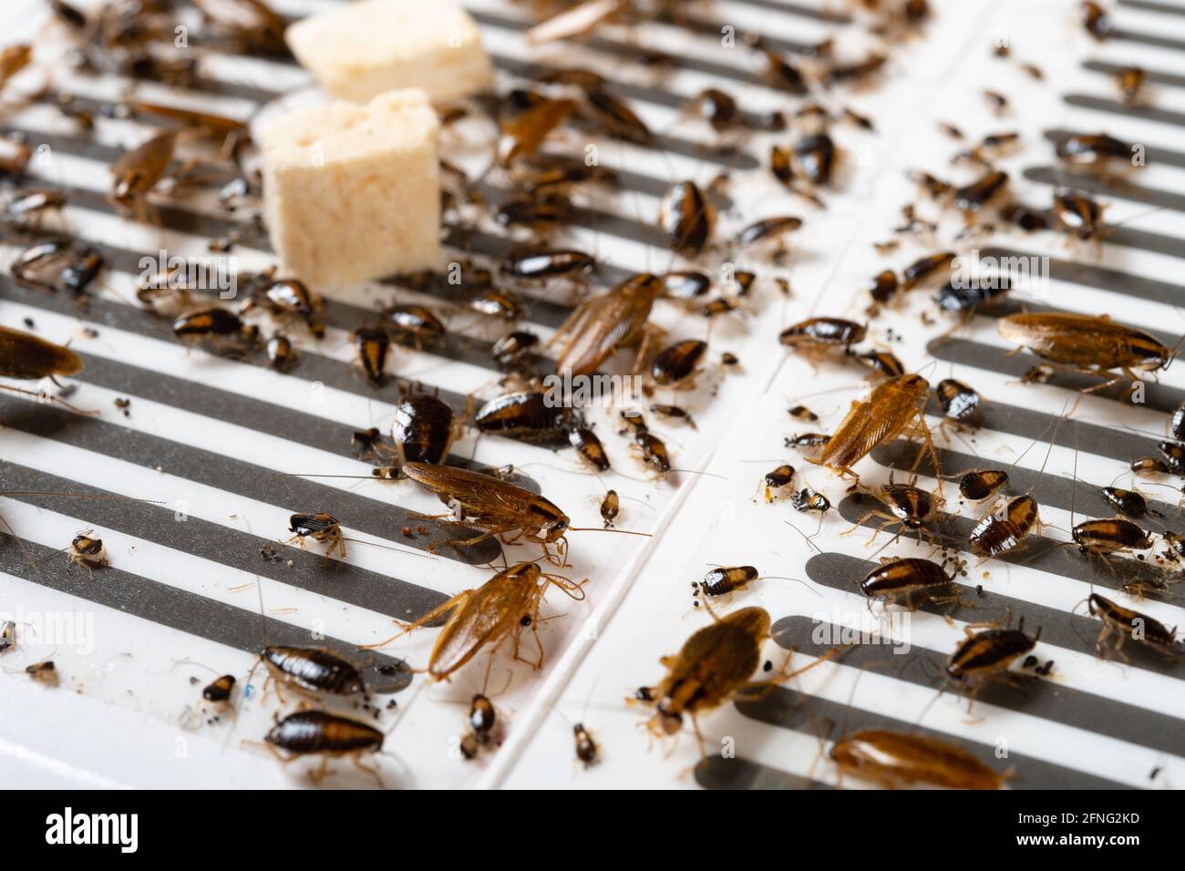 angle view traps with lots of cockroaches struggling Stock Photo - Alamy