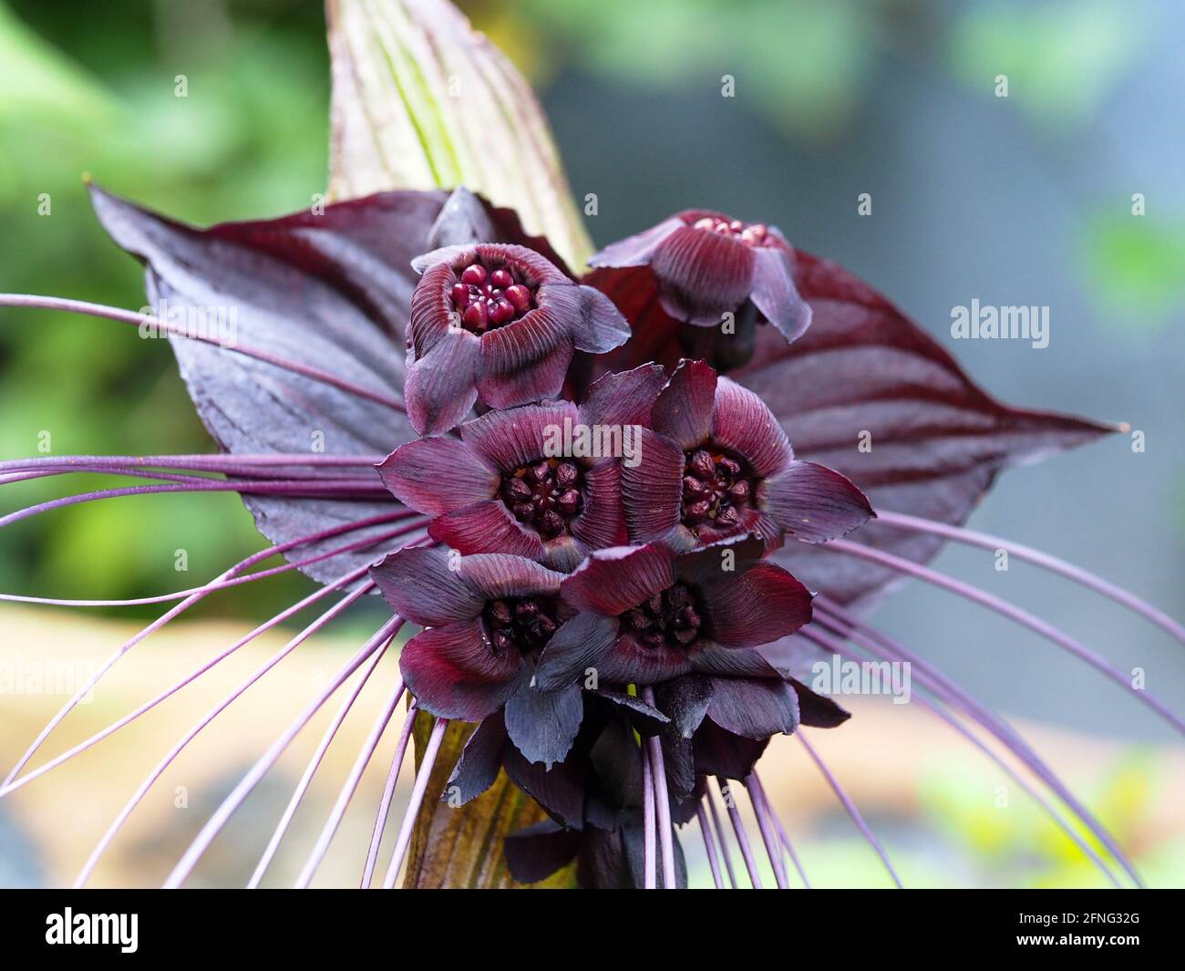 Tacca Chantrieri Closeup of the darkly beautiful deep red purple bloom ...