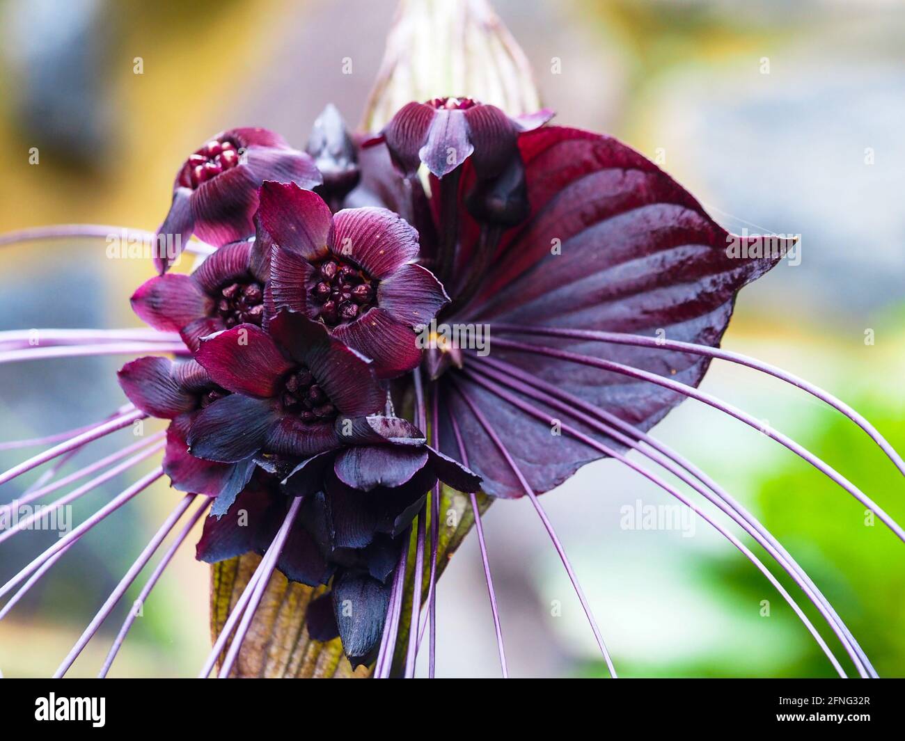 Black bat flower hi-res stock photography and images - Alamy