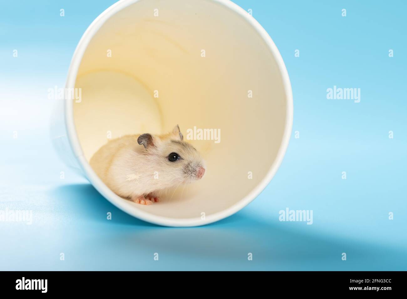 Hamster a cup hi-res stock photography and images - Alamy