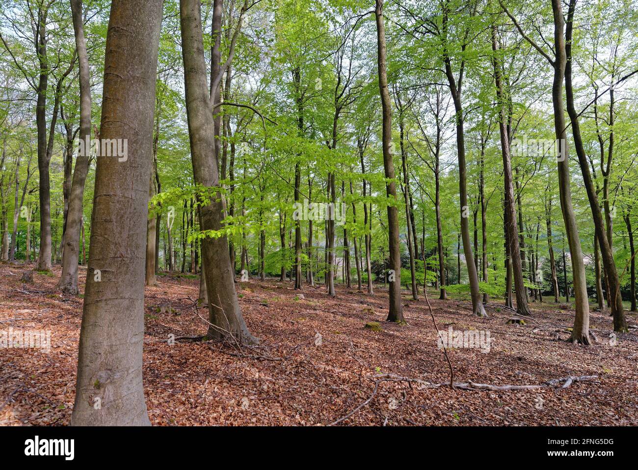Surrey hills woodland hi-res stock photography and images - Alamy