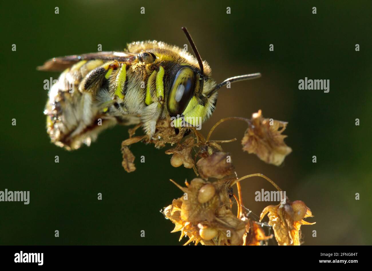 Anthidium florentinum bees hi-res stock photography and images - Alamy
